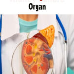 A Kidney Function Test Ensure Well Functioning of Your Organ | Healthy ...